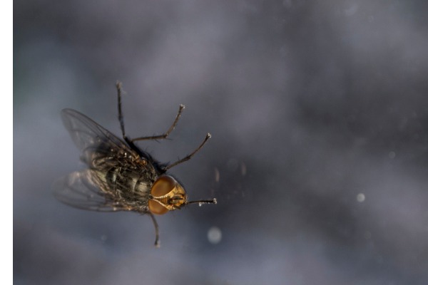 AS Countryside Services